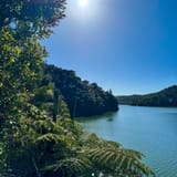 Cossey Massey Loop Track, Auckland, New Zealand - 889 Reviews, Map ...