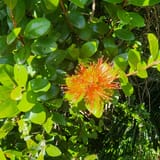 Cossey Massey Loop Track, Auckland, New Zealand - 889 Reviews, Map ...