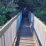 Cossey Massey Loop Track, Auckland, New Zealand - 889 Reviews, Map ...