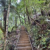 Cossey Massey Loop Track, Auckland, New Zealand - 889 Reviews, Map ...