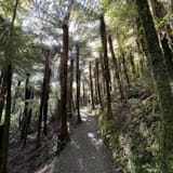 Cossey Massey Loop Track, Auckland, New Zealand - 889 Reviews, Map ...