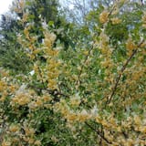 Ryan Park Loop, Rhode Island - 422 Reviews, Map | AllTrails