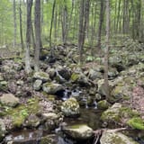 Reeves Brook Loop Trail, New York - 4,670 Reviews, Map | AllTrails