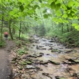 Trout Run Trail, Pennsylvania - 345 Reviews, Map | AllTrails