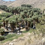 Palm Canyon Trail, California - 1,480 Reviews, Map | AllTrails