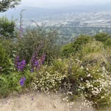 Observatory Trail Extended Loop, California - 1,657 Reviews, Map ...