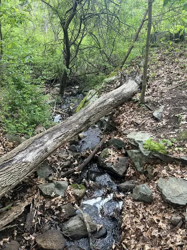 Best Forest Trails in Providence | AllTrails