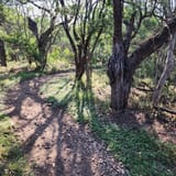 McAllister Park Blue Loop Trail, Texas - 1,990 Reviews, Map | AllTrails