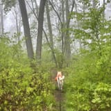 Black Forest North Loop Trail, Pennsylvania - 300 Reviews, Map | AllTrails