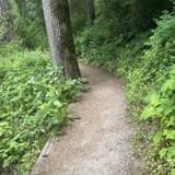 Cape Horn Loop Trail, Washington - 4,520 Reviews, Map | AllTrails