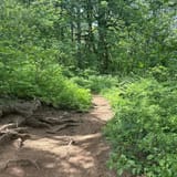 Cape Horn Loop Trail, Washington - 4,509 Reviews, Map | AllTrails