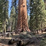 Sherman Tree, Congress, Trail of the Sequoias, and Tharp's Log Loop ...