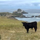 Point Buchon Trail, California - 608 Reviews, Map | AllTrails