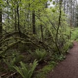 Tradition Lake Loop Trail, Washington - 1,643 Reviews, Map | AllTrails