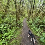 Tradition Lake Loop Trail, Washington - 1,643 Reviews, Map | AllTrails
