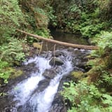 Quinault Loop, Washington - 1,795 Reviews, Map | AllTrails