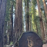 Stout Memorial Grove Trail, California - 2,510 Reviews, Map | AllTrails