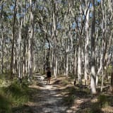Lake Weyba Forest Loop, Queensland, Australia - 38 Reviews, Map | AllTrails