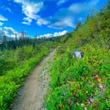 Hidden Falls via Tarbell Trail , Washington - 676 Reviews, Map | AllTrails