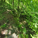 Hickory Ridge Outer Trail, Tennessee - 374 Reviews, Map | AllTrails