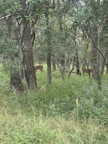 Best Trail Running Trails in Jbsa Ft Sam Houston | AllTrails