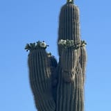 Saguaro Loop and Nature Trail, Arizona - 955 Reviews, Map | AllTrails