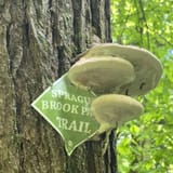 Sprague Brook Park Trail, New York - 1,368 Reviews, Map | AllTrails