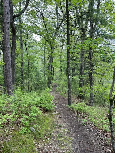 Best Forest Trails in Reading | AllTrails