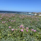 Salt Point Trail to Stump Beach, California - 755 Reviews, Map | AllTrails