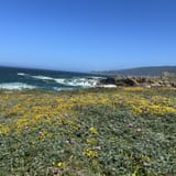 Salt Point Trail to Stump Beach, California - 755 Reviews, Map | AllTrails