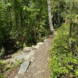 Buck Ridge Trail, Pennsylvania - 144 Reviews, Map | AllTrails
