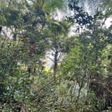 Mount Britton Tower Trail, Puerto Rico - 1,823 Reviews, Map | AllTrails