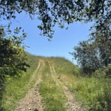 Hickory Oak Ridge Trail Loop, California - 232 Reviews, Map | AllTrails