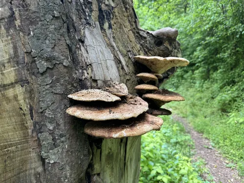 Best Hikes and Trails in Poolesville | AllTrails