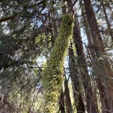 Madison Falls Trail, Washington - 1,698 Reviews, Map | AllTrails