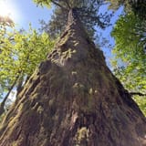 Madison Falls Trail, Washington - 1,698 Reviews, Map | AllTrails