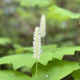 Four County Point Trail, Oregon - 116 Reviews, Map | AllTrails