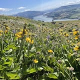 Coyote Wall Loop Trail, Washington - 2,950 Reviews, Map | AllTrails