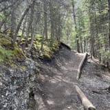 Heart Creek Trail, Alberta, Canada - 3,455 Reviews, Map | AllTrails
