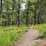 Pig Farm Trail System, Montana - 256 Reviews, Map | AllTrails