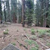 Congress Trail, California - 2,873 Reviews, Map | AllTrails