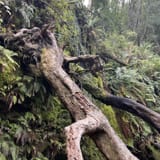 Cecilia Waterfall via Cecilia Forest, Western Cape, South Africa ...