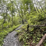 Rose River Trail, Virginia - 4,796 Reviews, Map | AllTrails
