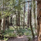Tall Trees Grove Loop Trail, California - 2,295 Reviews, Map | AllTrails