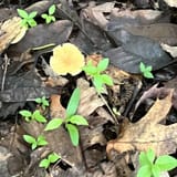 Lower and Upper Palisades Loop, Kentucky - 905 Reviews, Map | AllTrails