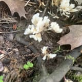 Lower and Upper Palisades Loop, Kentucky - 905 Reviews, Map | AllTrails