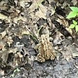 Lower and Upper Palisades Loop, Kentucky - 905 Reviews, Map | AllTrails