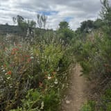 Lake Miramar Trail, California - 4,144 Reviews, Map | AllTrails