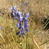 Dave Moore Nature Trail, California - 391 Reviews, Map | AllTrails