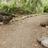 Lower Arroyo Seco Trail, California - 1,561 Reviews, Map | AllTrails